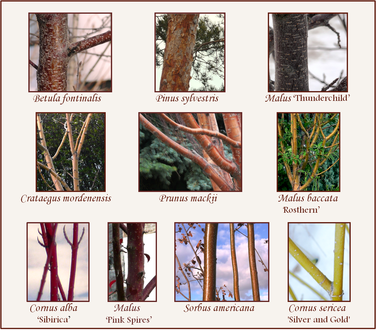 Form, Colour and Texture in the Winter Garden « Not Another Gardening Blog