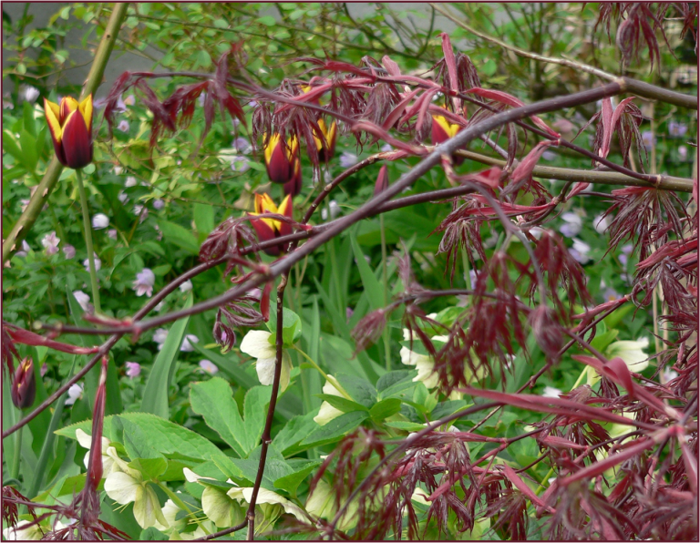 Repetition in Landscape Design « Not Another Gardening Blog