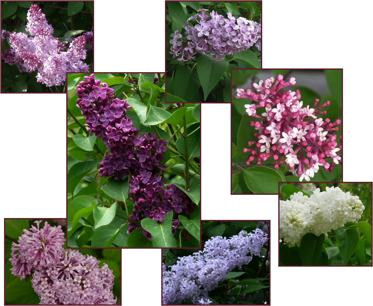 Mmmmm…. Love those Lilacs « Not Another Gardening Blog