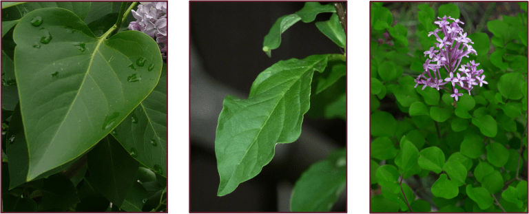 Syringa meyeri « Not Another Gardening Blog