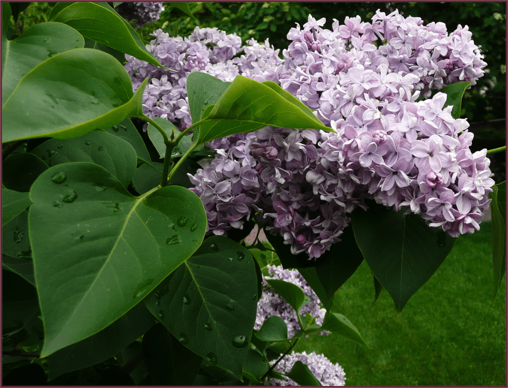 Syringa meyeri « Not Another Gardening Blog