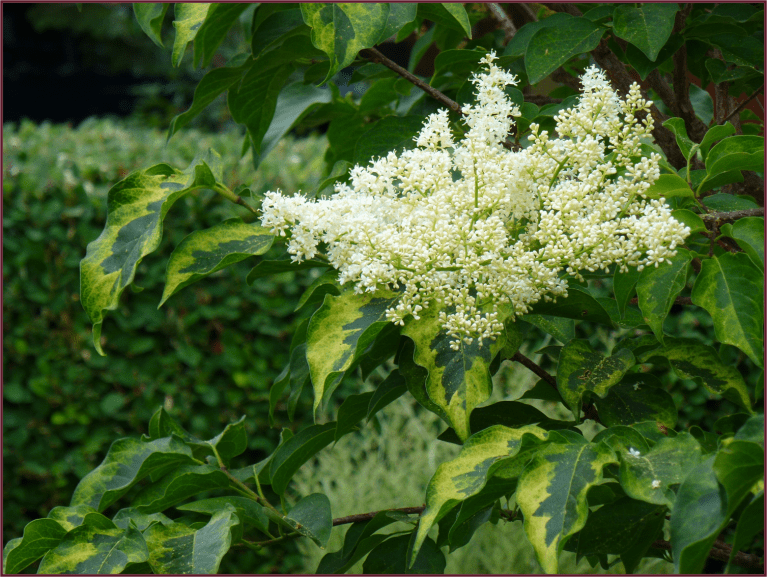 Curtain Call – Farewell to Sweet Syringa « Not Another Gardening Blog