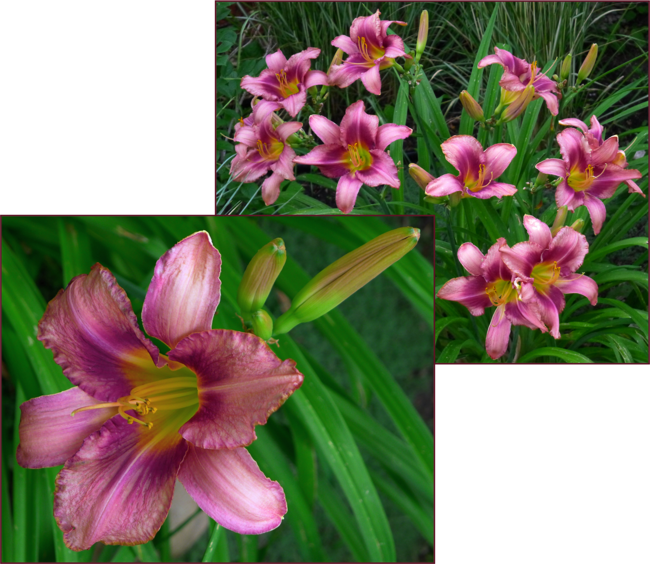 A Midsummer’s Daydream « Not Another Gardening Blog