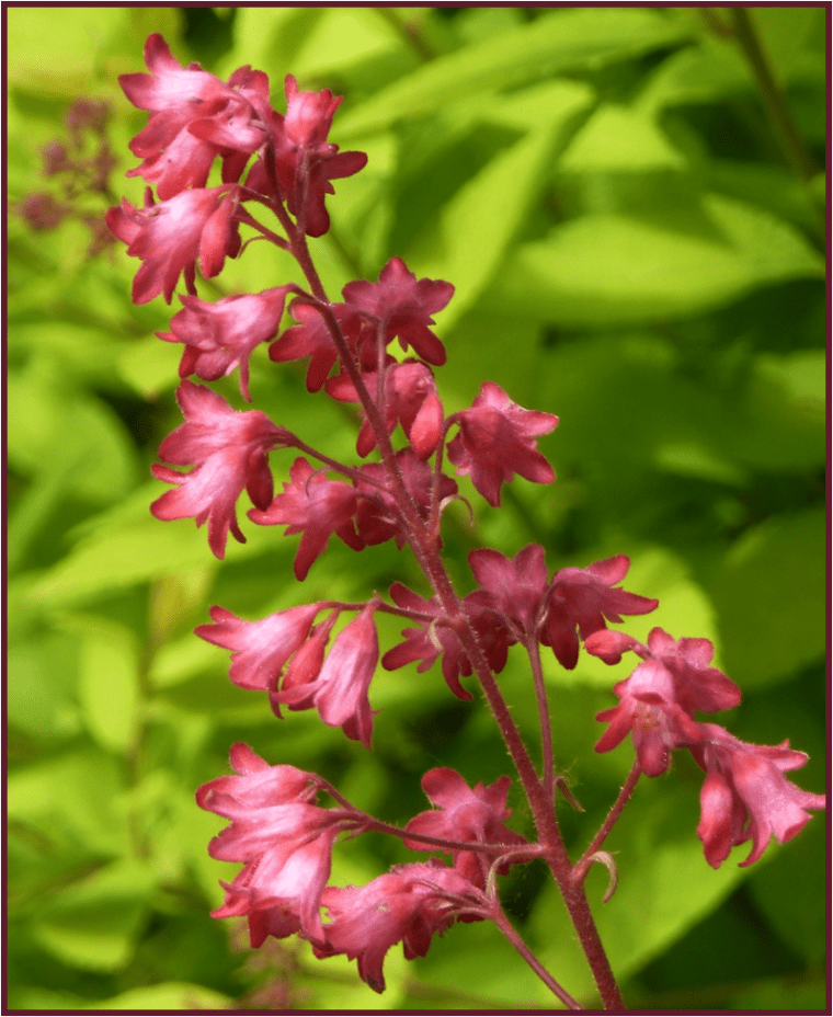 Holy H. Batman! « Not Another Gardening Blog