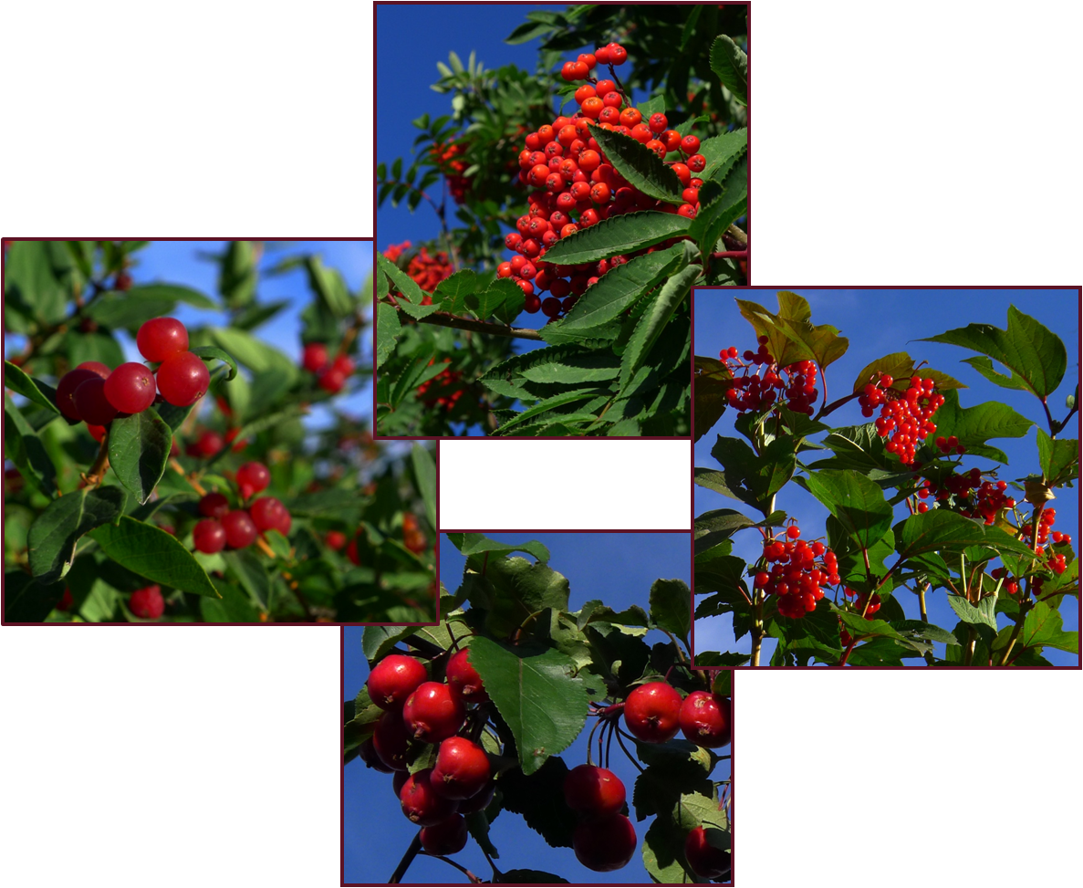 September « 2012 « Not Another Gardening Blog