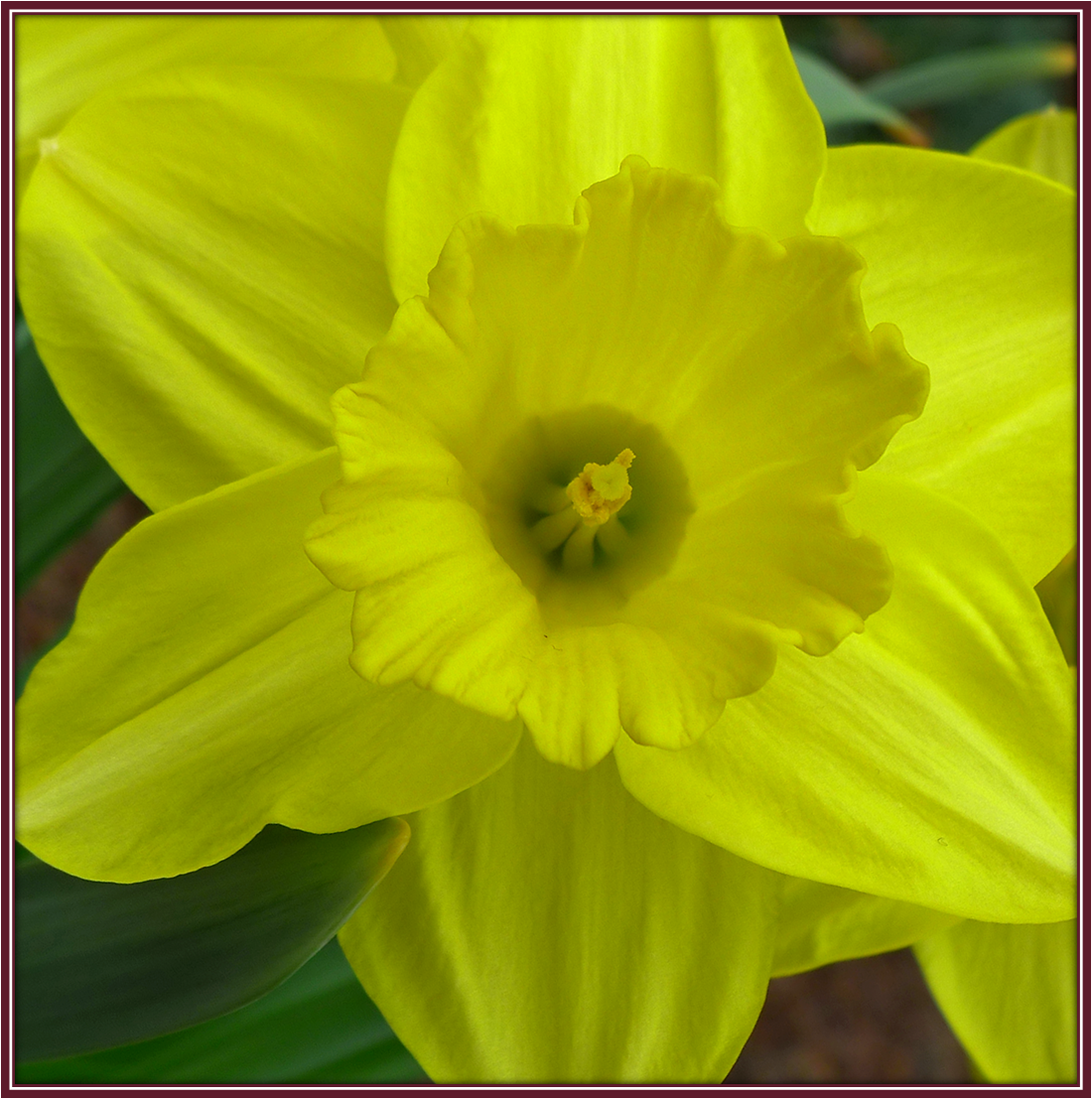 Flower Anatomy « Not Another Gardening Blog
