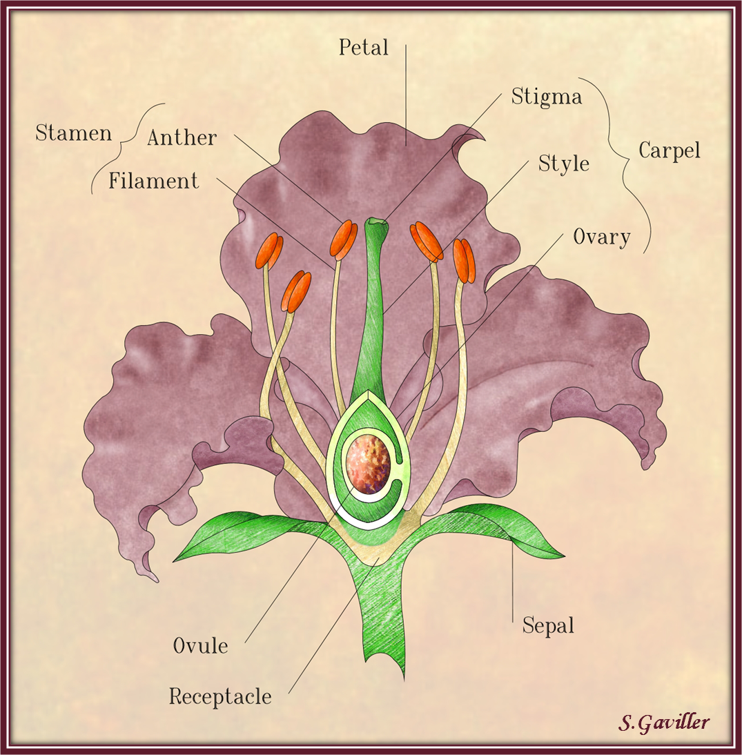 Flower Anatomy « Not Another Gardening Blog
