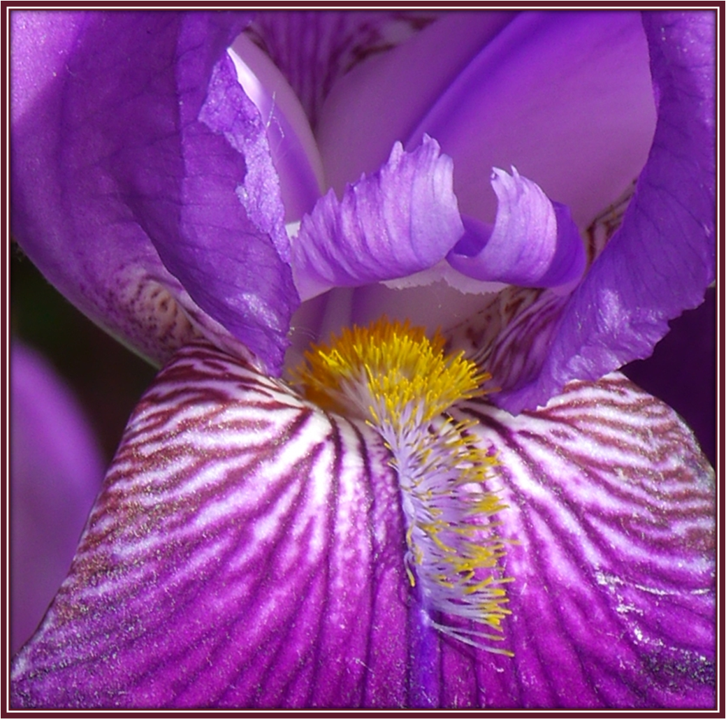 Flower Anatomy « Not Another Gardening Blog
