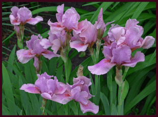 Weekly Plant Pick « Not Another Gardening Blog