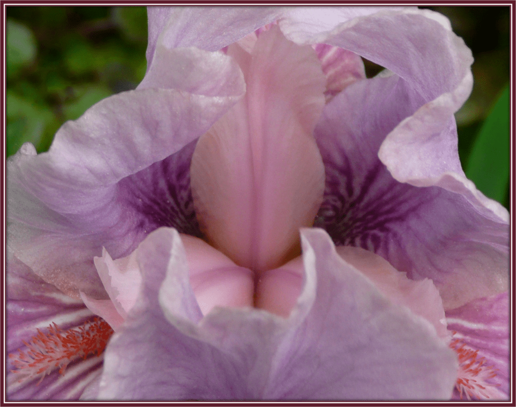 November « 2012 « Not Another Gardening Blog