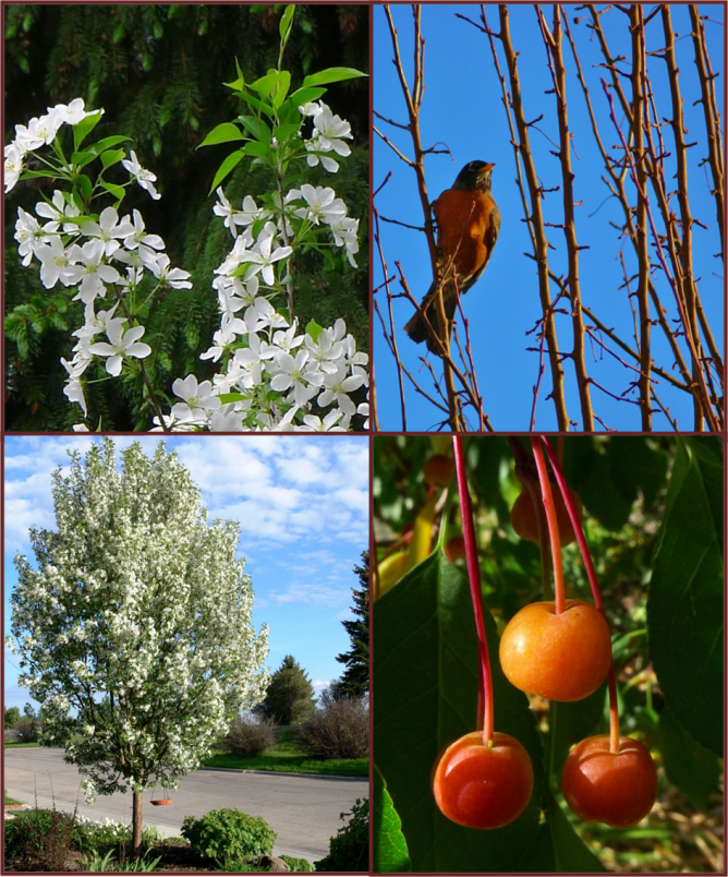 Cornus alba « Not Another Gardening Blog
