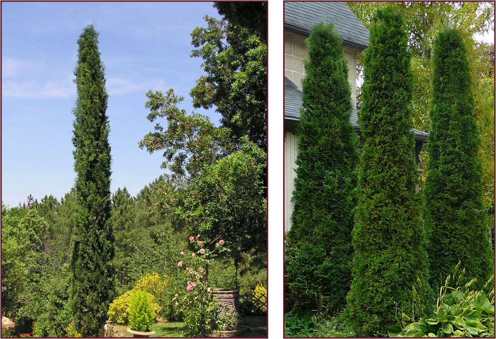 February « 2013 « Not Another Gardening Blog