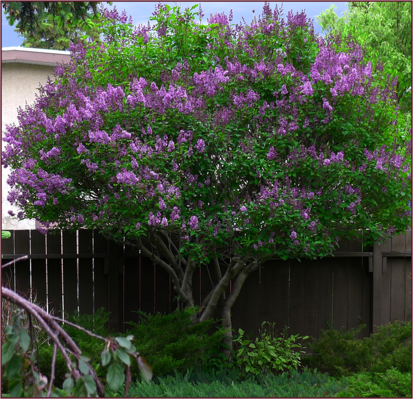 vase-shape plant form « Not Another Gardening Blog