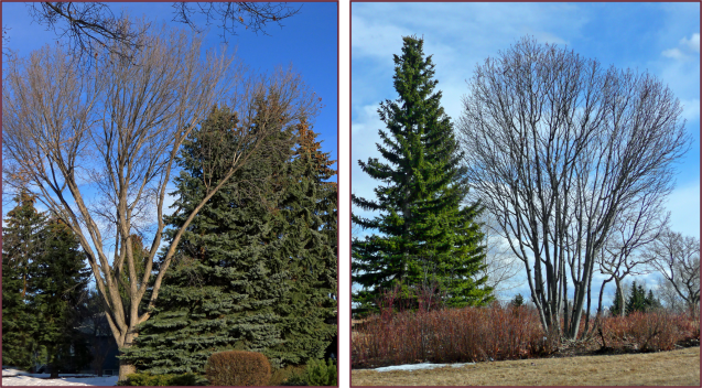 vase-shape plant form « Not Another Gardening Blog