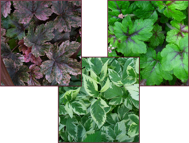 Coarse textured plants « Not Another Gardening Blog