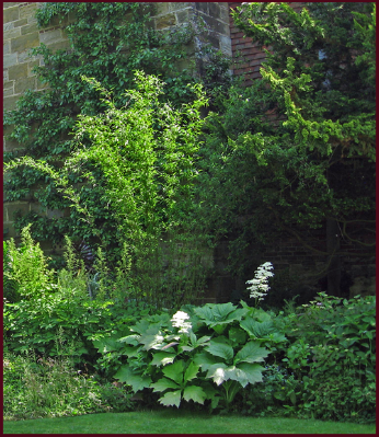 Coarse textured plants « Not Another Gardening Blog