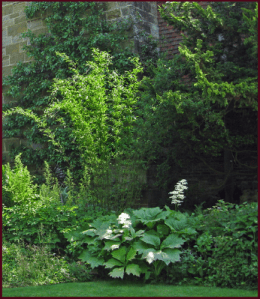 Coarse textured plants « Not Another Gardening Blog
