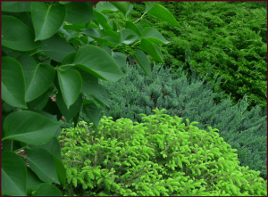 Coarse textured plants « Not Another Gardening Blog