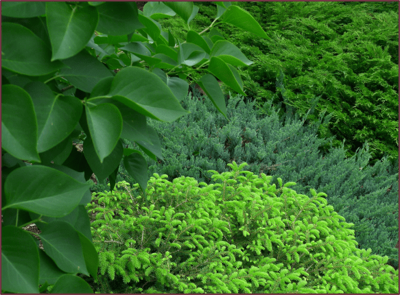 Shrubbery Texture Wallpaper Greens, Leaves, Nature, Creative, Plants,
