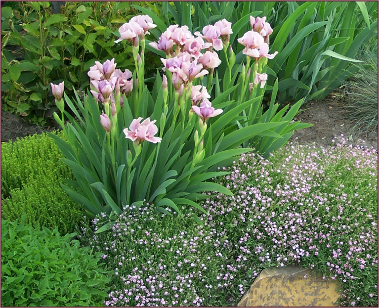 Coarse textured plants « Not Another Gardening Blog