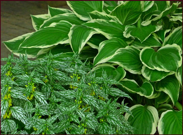 Coarse textured plants « Not Another Gardening Blog