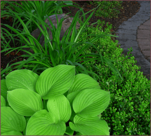 Coarse textured plants « Not Another Gardening Blog