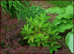 Coarse textured plants « Not Another Gardening Blog