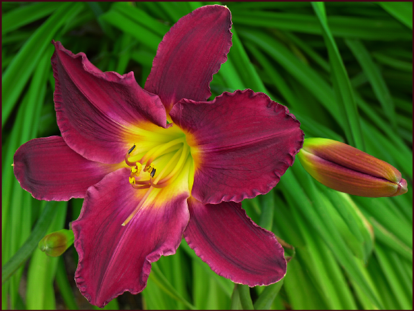 Coarse textured plants « Not Another Gardening Blog