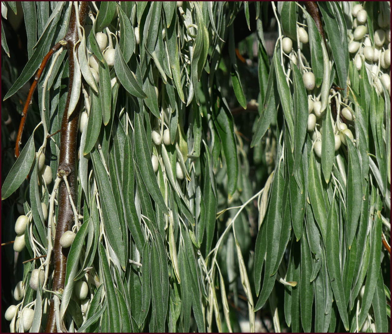 Weaving Your Garden, Part 2 – More Textural Treats « Not Another ...