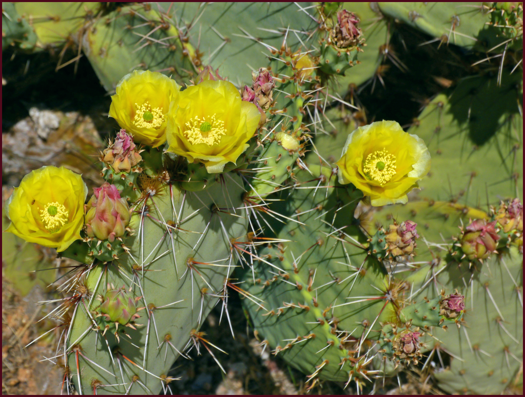 Weaving Your Garden, Part 2 – More Textural Treats « Not Another ...