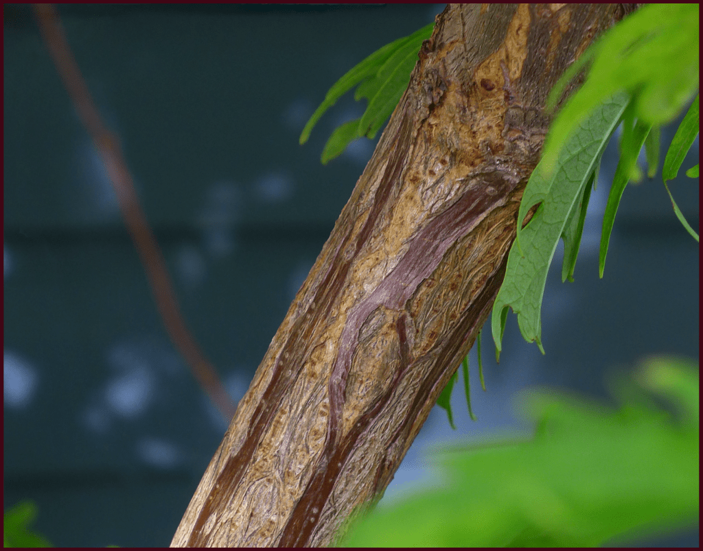 Sambucus racemosa ‘Plumosa Aurea’ « Not Another Gardening Blog