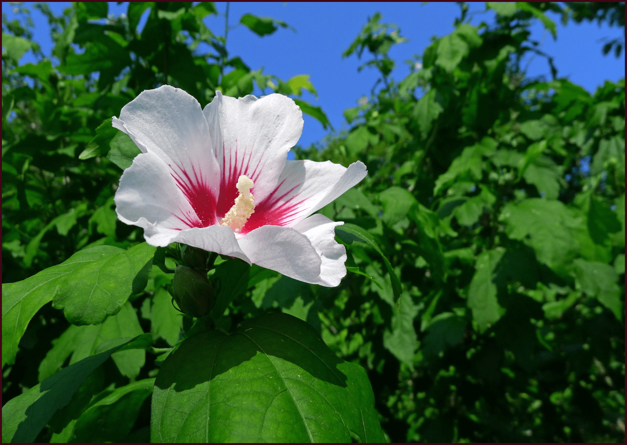 Princess Pepper’s Adventure « Not Another Gardening Blog