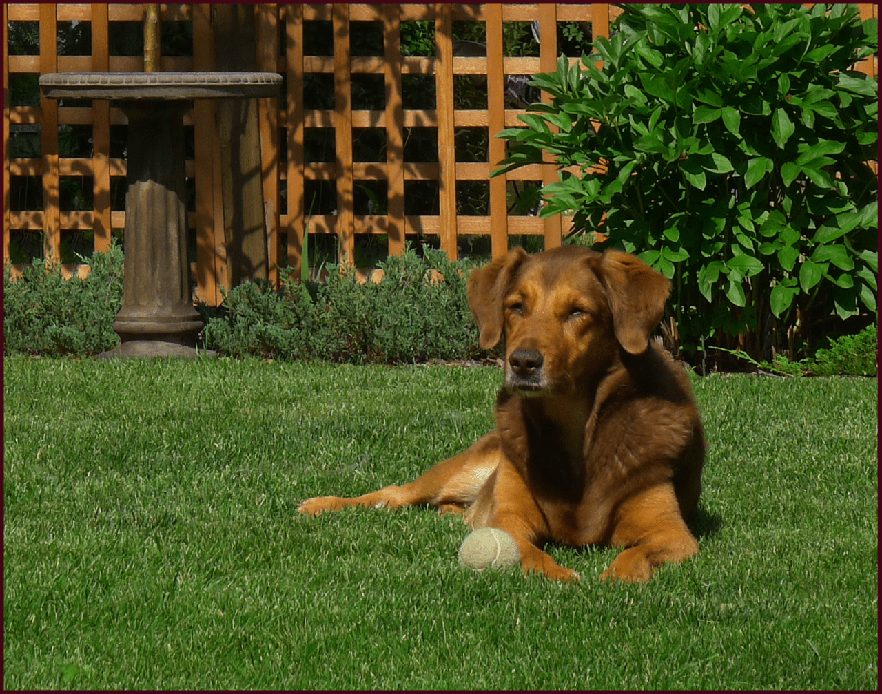 September « 2013 « Not Another Gardening Blog