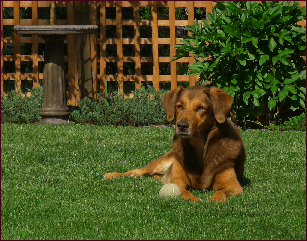 September « 2013 « Not Another Gardening Blog