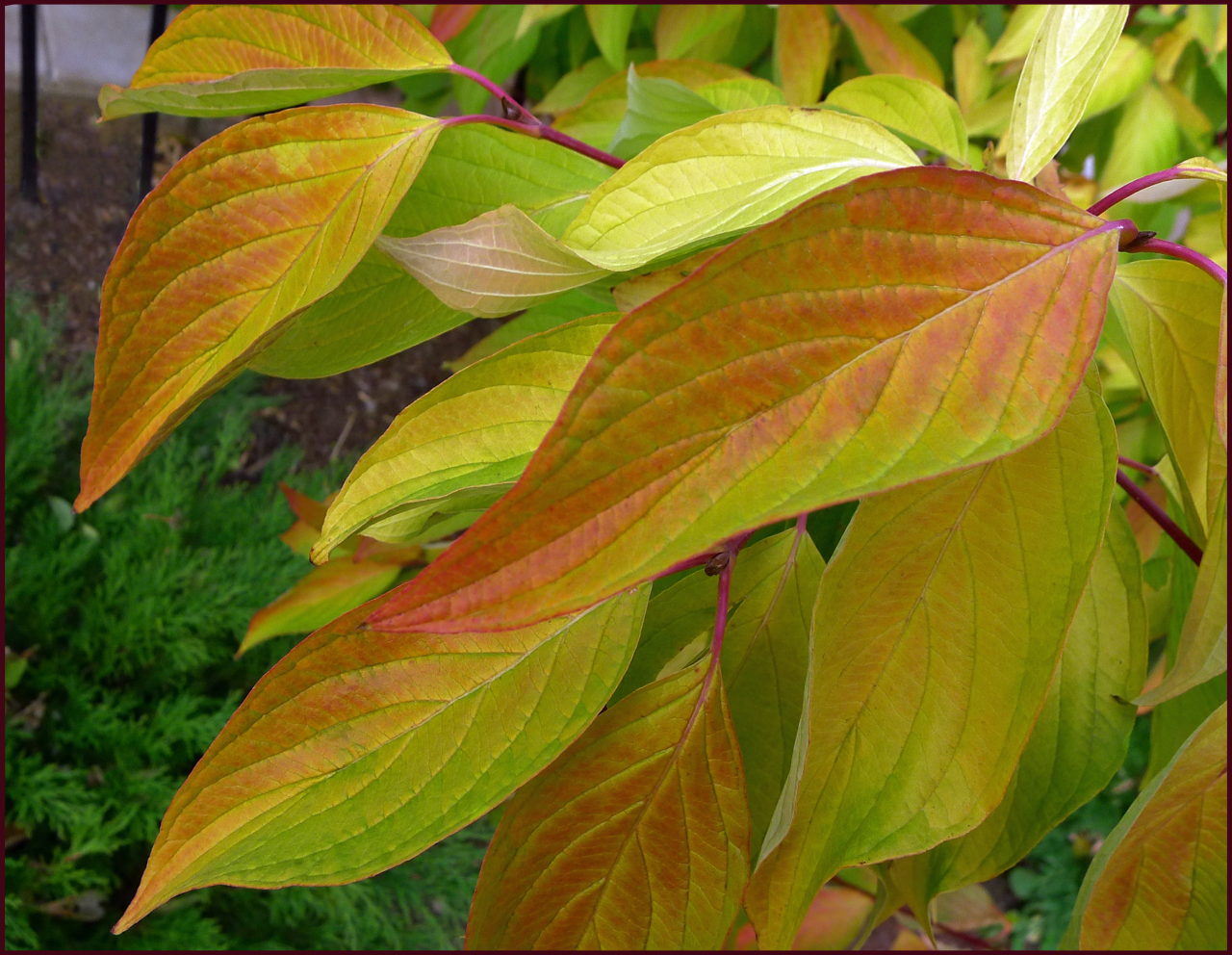 Colourful Foliage « Not Another Gardening Blog