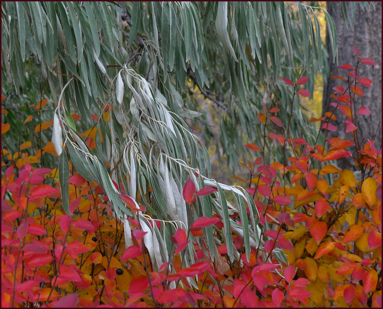 Colourful Foliage « Not Another Gardening Blog