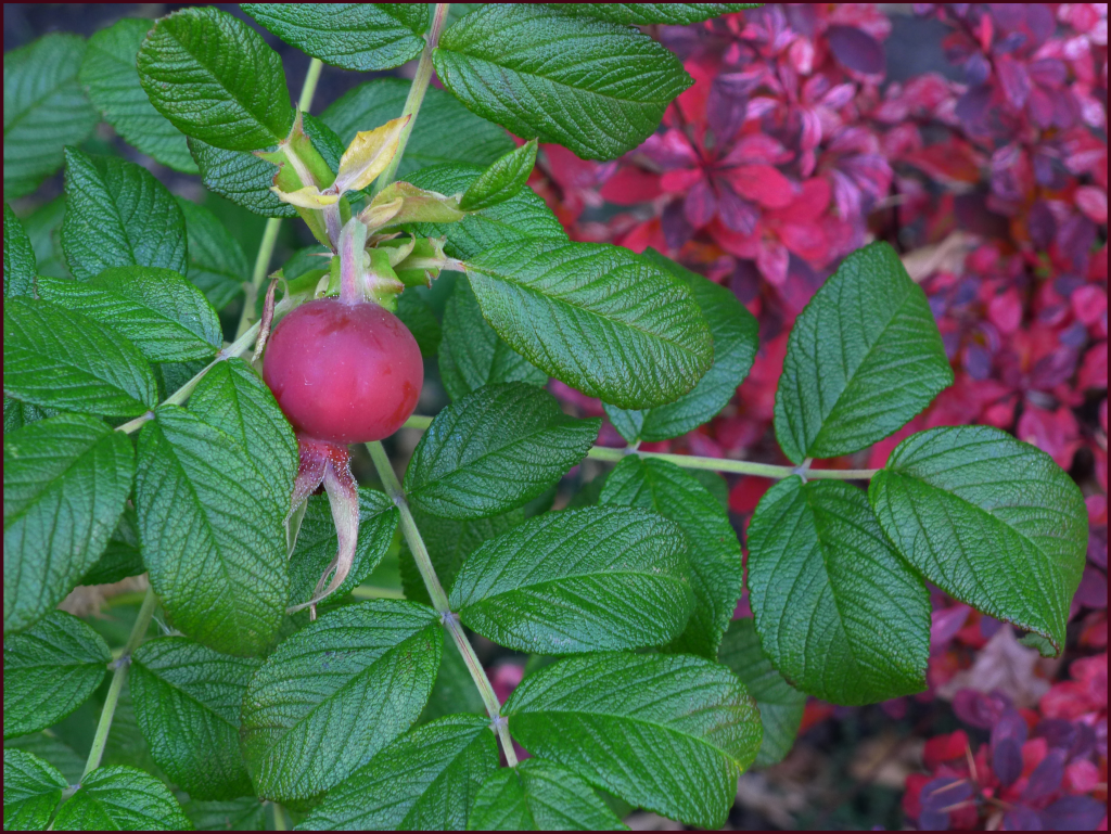 Sambucus racemosa « Not Another Gardening Blog