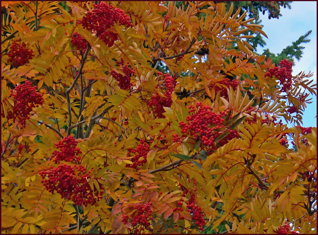 Sambucus racemosa « Not Another Gardening Blog