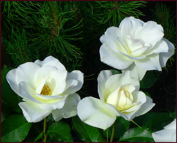 June « 2014 « Not Another Gardening Blog
